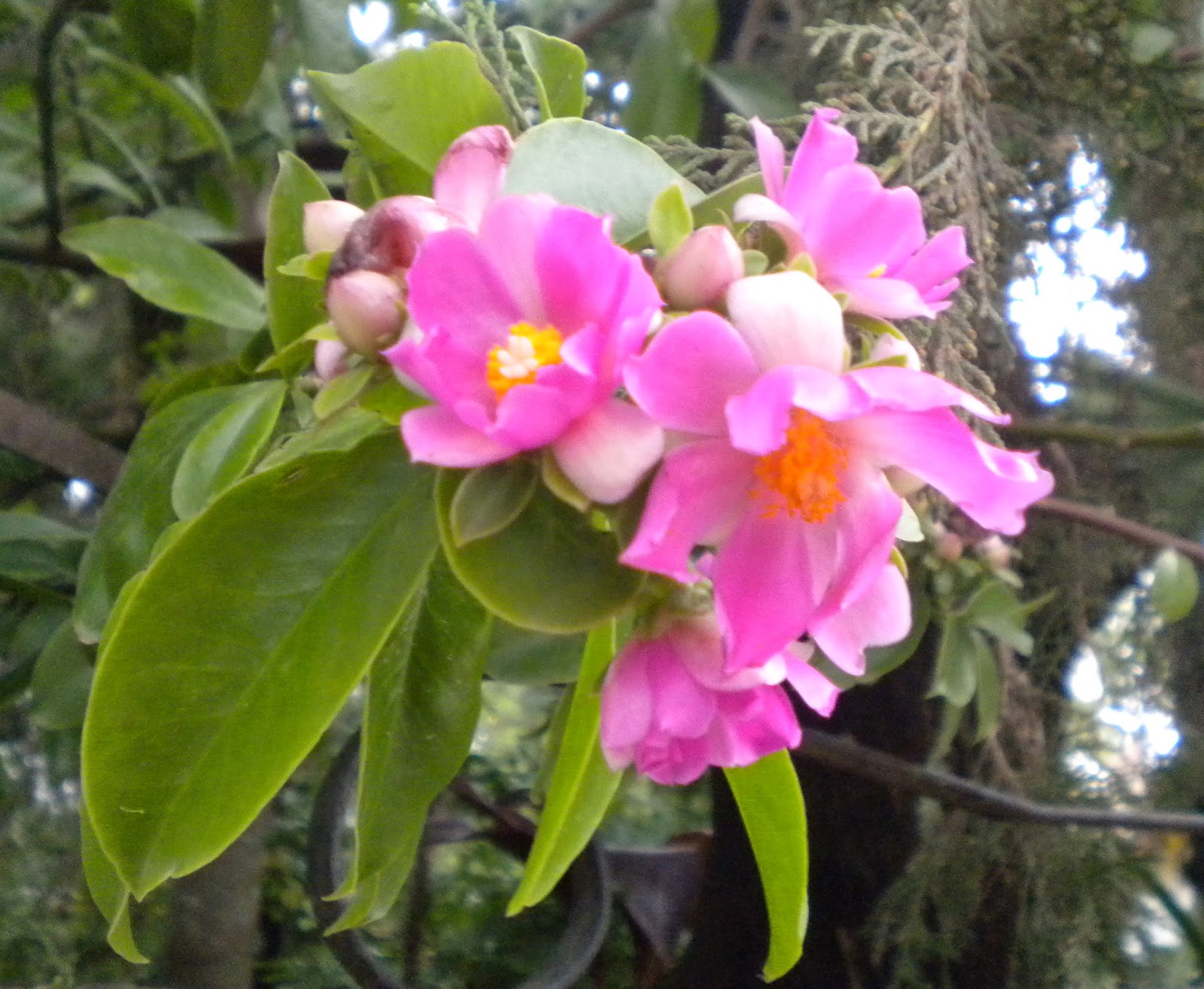 tutuna mituna: Pereskia / Ora pro nobis