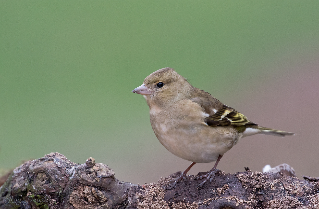 Foto's: Vink