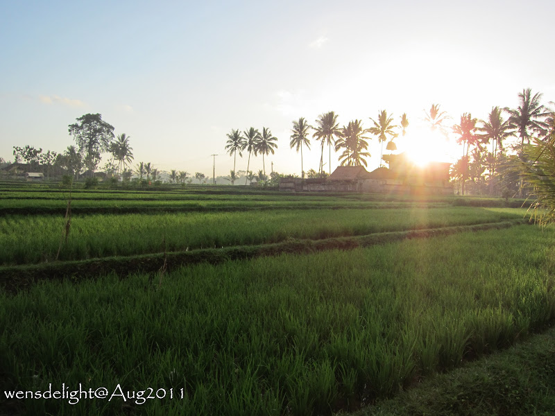 Wen's Delight: Rice Paddy Fields @ Ubud, Bali