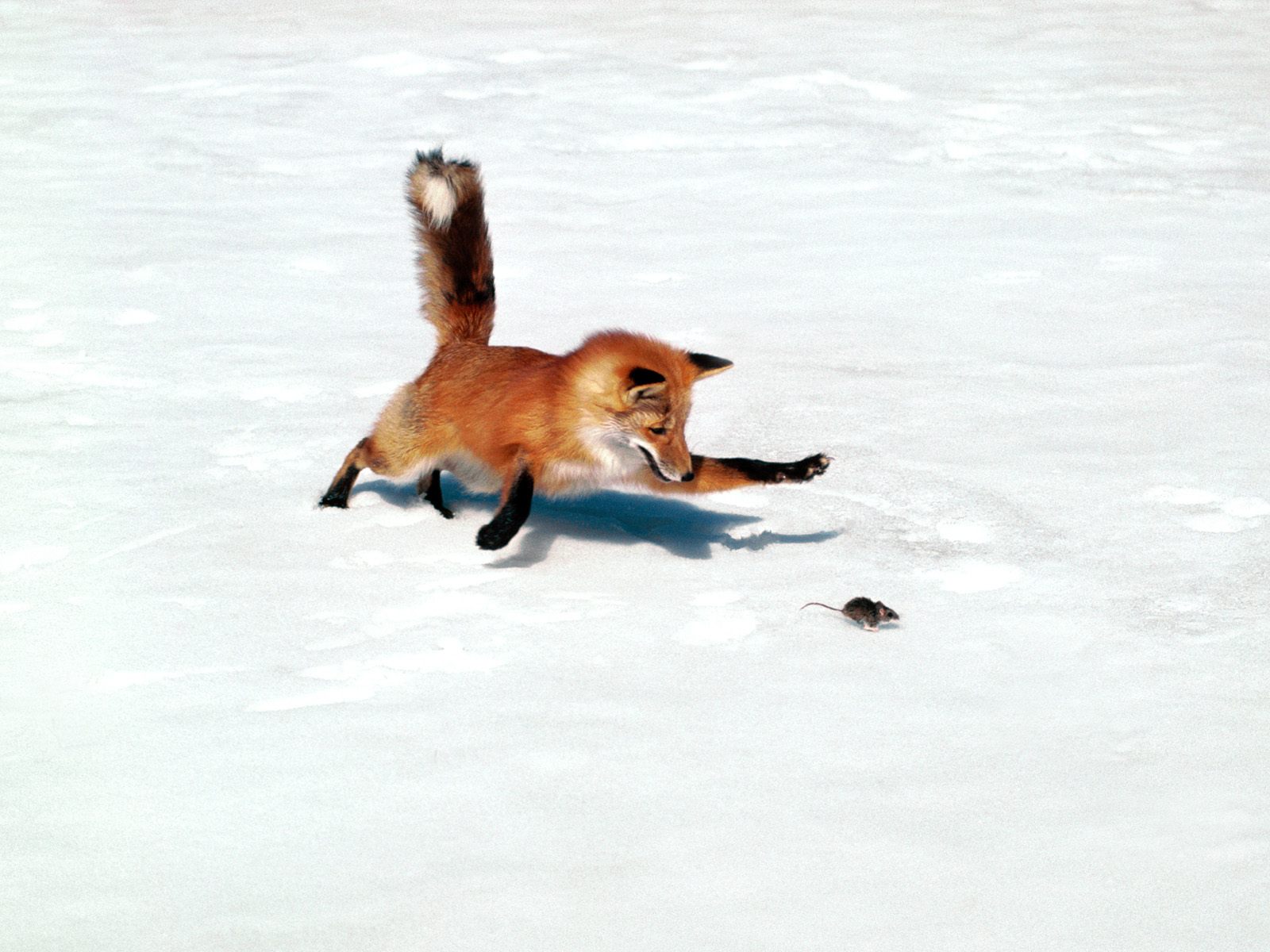 All About Animal Wildlife: Red Fox photos-Images and Information 2012