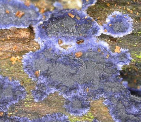 Norfolk Wildlife Trust: August 2013