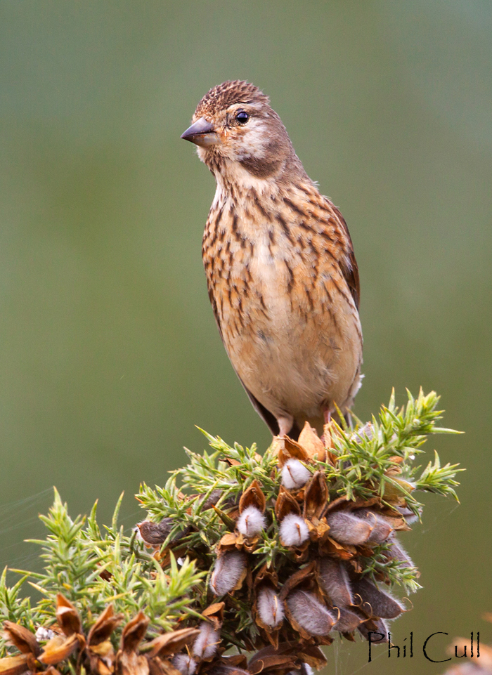 Phil Cull Wildlife Photography: August 2015 Female Linnet, Cleeve Common UK