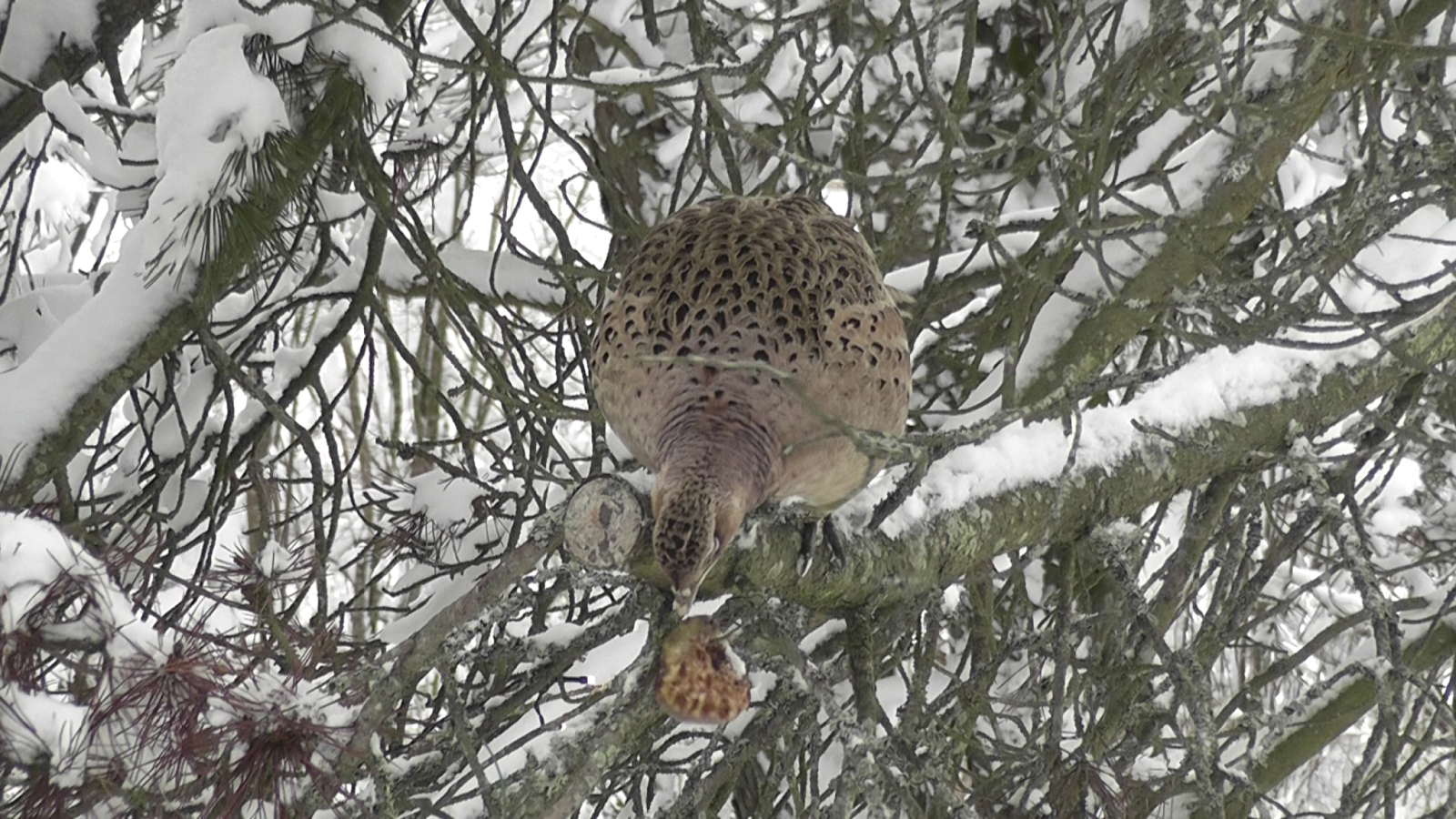 Dittan och dattan: Talgbollar och Talgoxar