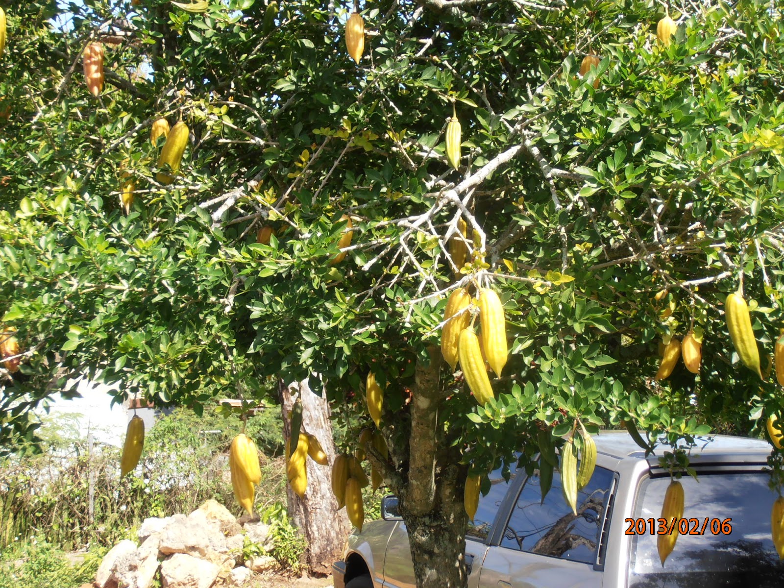 Flora de Puerto Rico Ilustrada Papo Vives: BIGNONIACEAE--Parmentiera ...