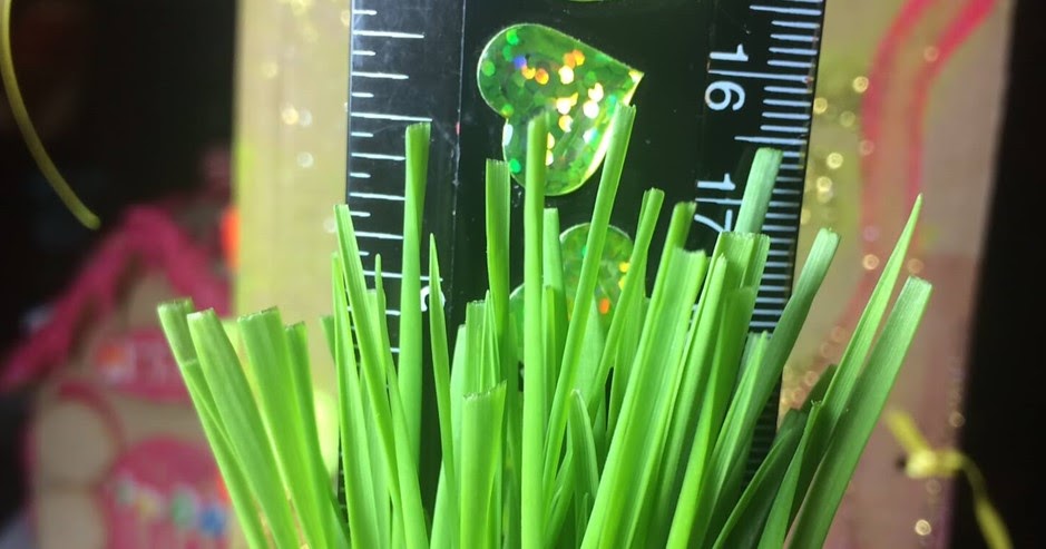 Scaffolded Math and Science: Graphing Grass Linear Equations Project