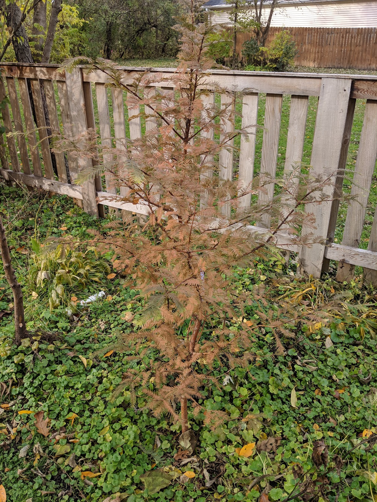 Fall Check-in On Our Dawn Redwood - 2018