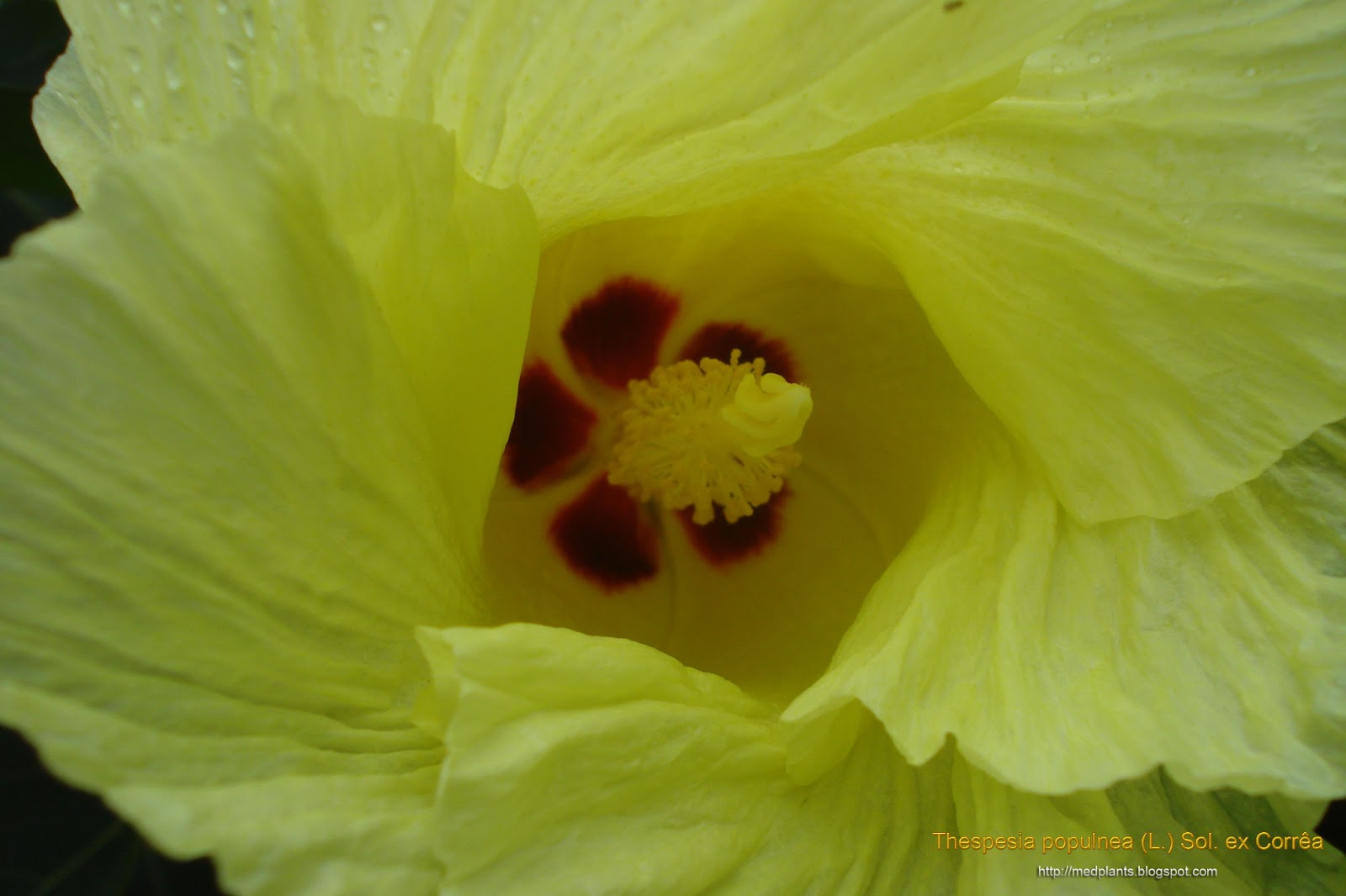 Medicinal Plants: Thespesia populnea Poovarasu Gangaraavi Paaraspipal ...