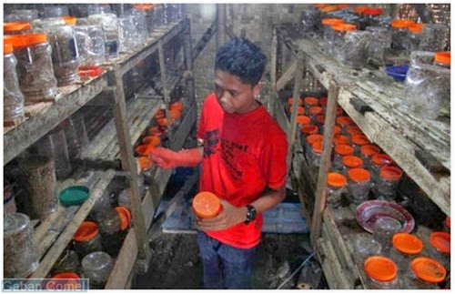 Proses Penghasilan Telur Semut Sumber Makanan Tambahan . - Gaban Comel