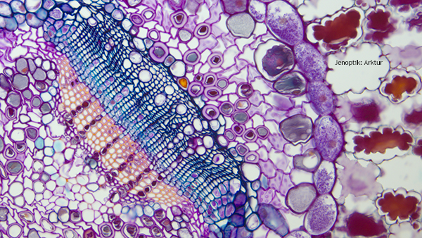 Microscope World Blog: Microscope Images from the Jenoptik Gryphax Arktur Camera