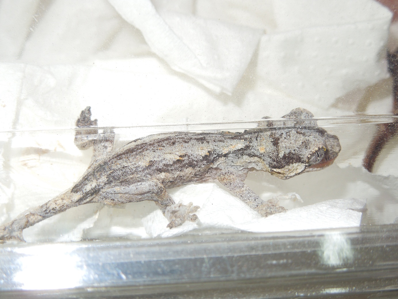 Reptiles Amphibians & Fish: Gargoyle Geckos - Rhacodactylus auriculatus