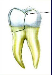 morfologia dental : morfologia