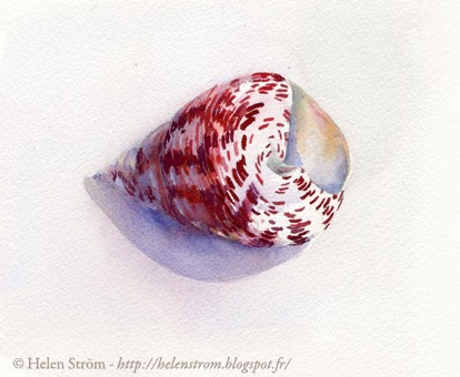 Sea shell studies...