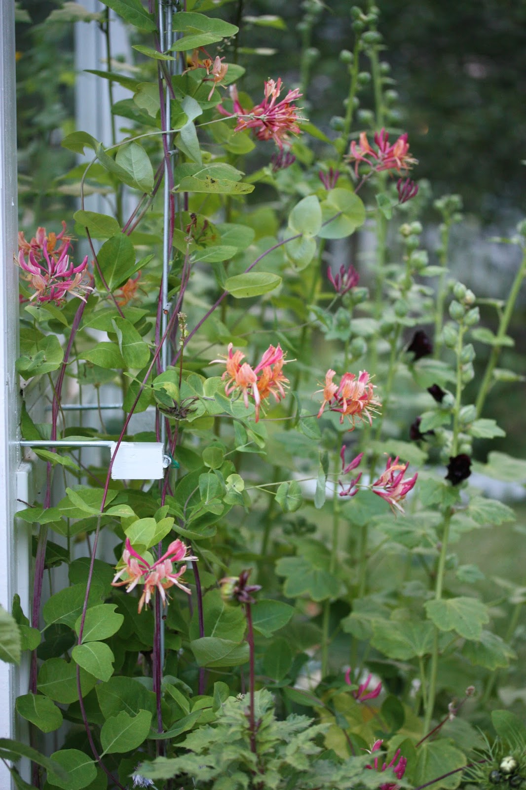 VÅRLI : Ildkaprifol "Dropmore Scarlet"