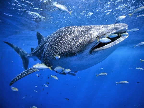 What is a fish and Where do fish live??