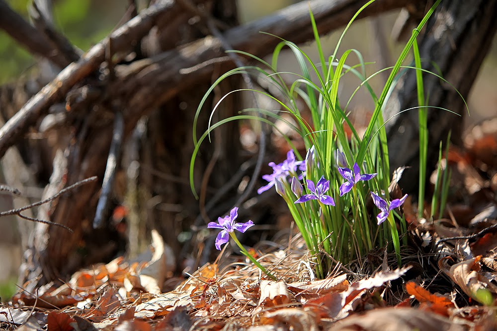 꽃피던 날의 연서: 각시붓꽃(Iris rossii Baker)