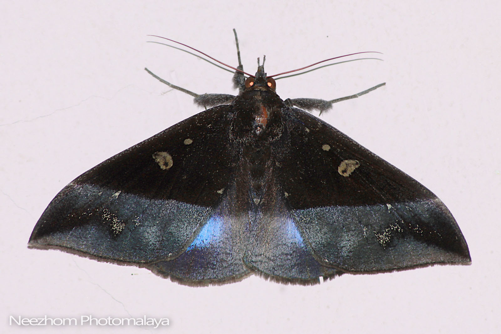 Moth wings patterns collection ~ Neezhom