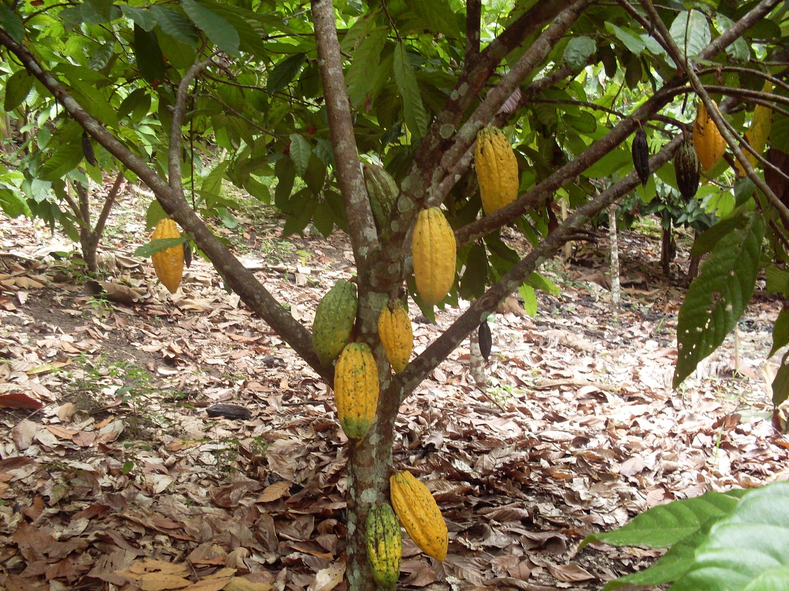 el cacao peruano produce el mejor chocolate del mundo - Lugares ...