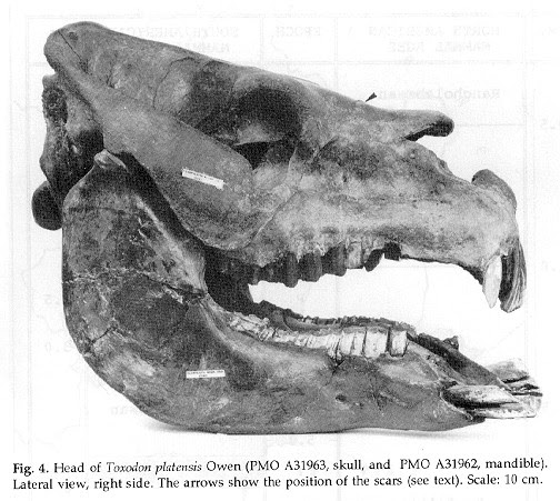 Escenarios prehistóricos: Toxodon