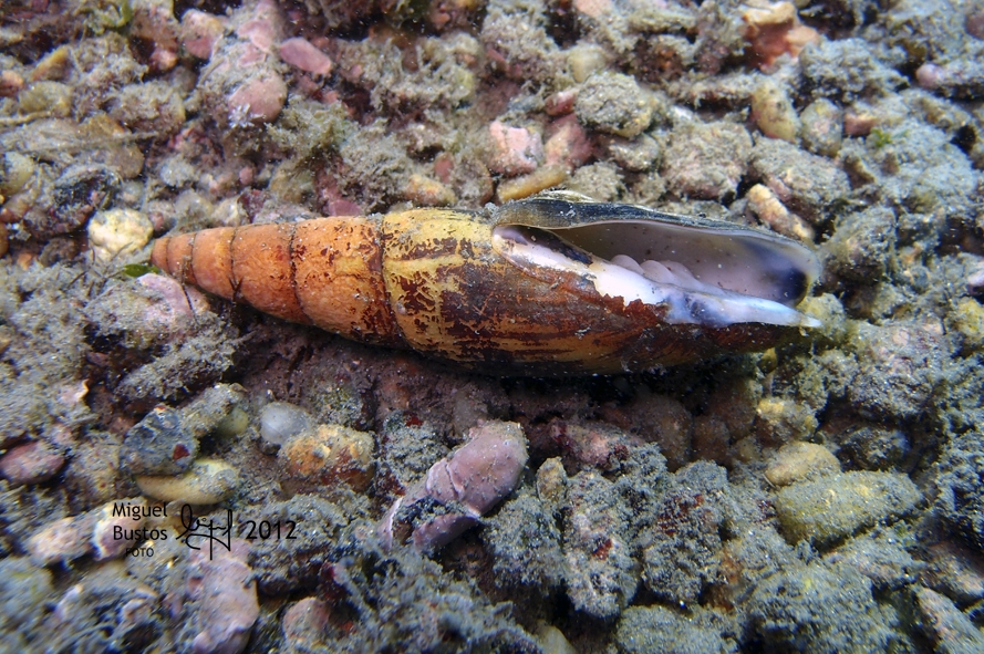 Naturaleza y Fotografía en Motril: Bala (Mitra zonata)
