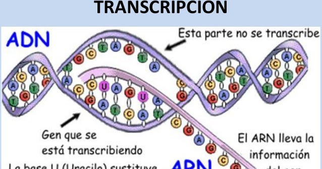REPLICACIÓN, TRANSCRIPCIÓN Y TRADUCCIÓN DEL ADN: TRANSCRIPCIÓN DEL ADN