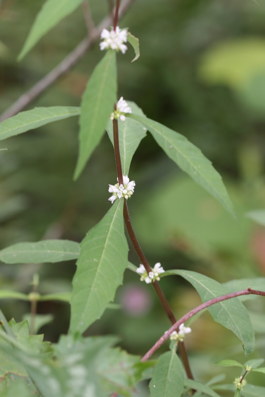 Native Florida Wildflowers: Water Hoarhound - Lycopus rubellus