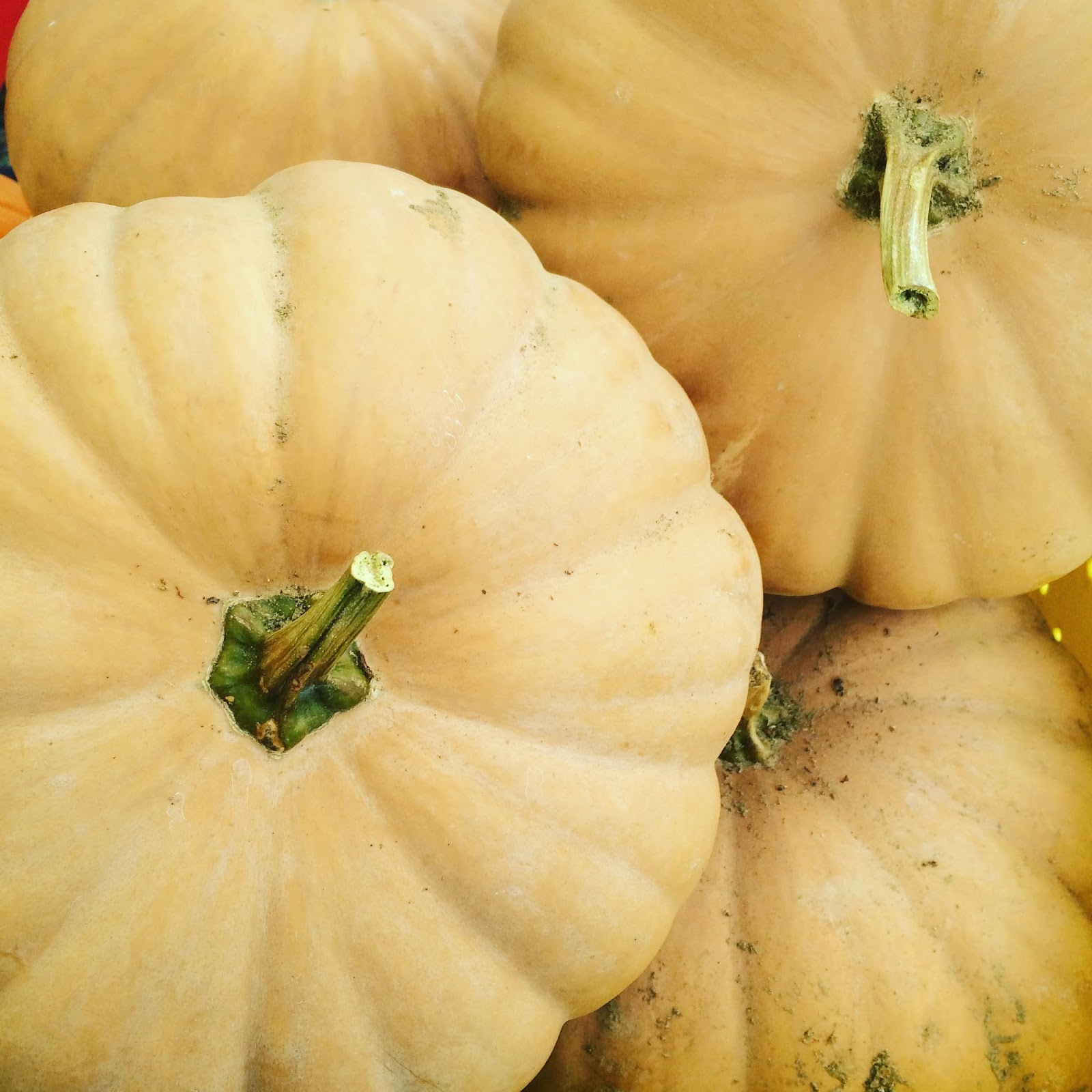 Robson's Farm: The Cheese Pumpkin