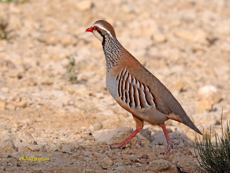 Miguel fotografia: Perdiz roja (Alectoris rufa)