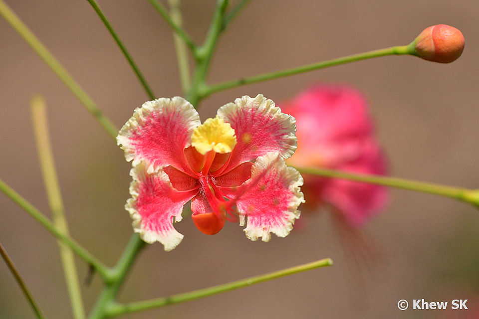 Butterflies of Singapore: Favourite Nectaring Plants #16