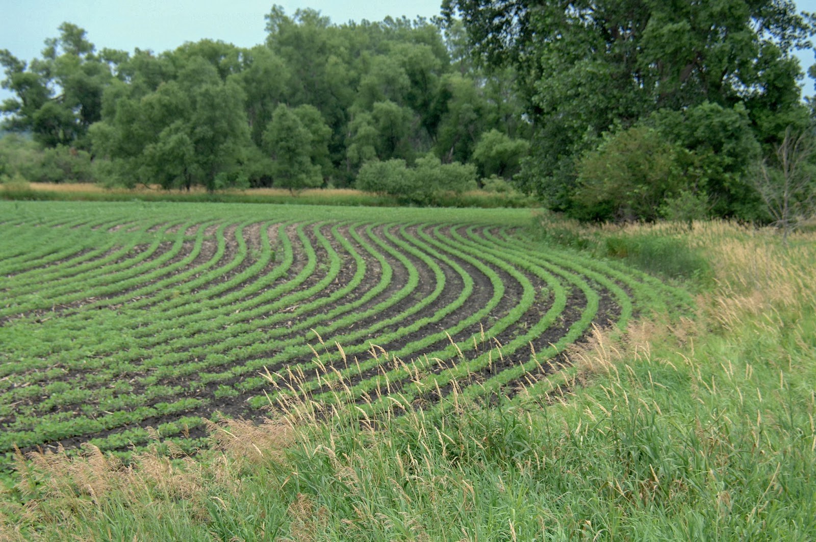 Bailey's Buddy: Crop rows defining the rural landscape Photos by Bob Kelly