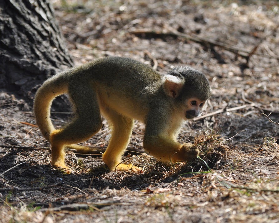 ZOOTOGRAFIANDO (6.100 ANIMALS): MONO ARDILLA BOLIVIANO / BOLIVIAN ...