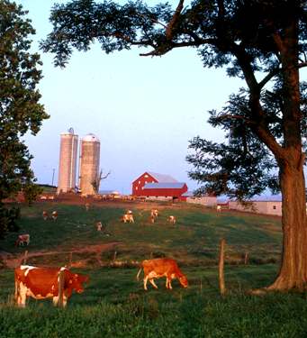 CAST: The Hygiene Hypothesis—Farm Germs Might Be the Best Medicine