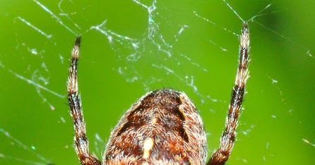 Mengenal Hewan dan Tumbuhan: Nama Ilmiah Laba-laba