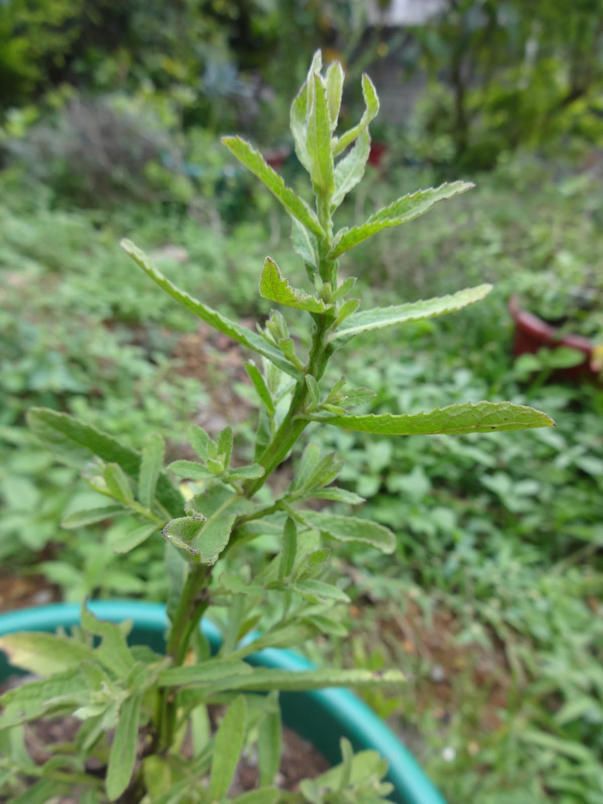 Herbs from Distant Lands: Laggera alata - Winged-Stem Laggera, Liu Leng ...