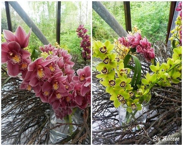 O vizita la Pavilionul cu Orhidee din Keukenhof Garden in 20 de imagini ...