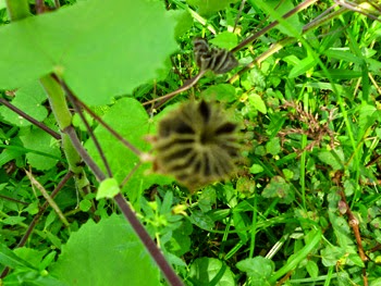 Indian Mallow - Beheth Anoda | SL Flora