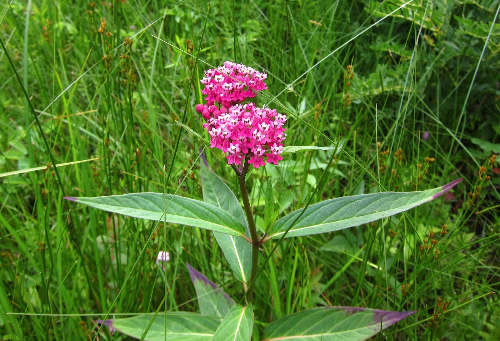 Saratoga woods and waterways: A Three-Orchid Afternoon