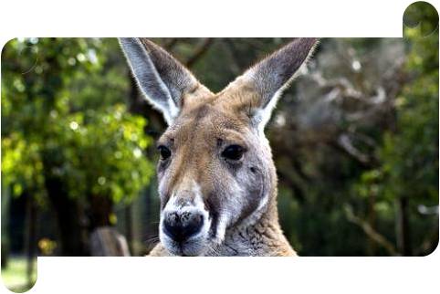 Oceanía: "Cinco Continentes En Uno": Fauna De Oceanía