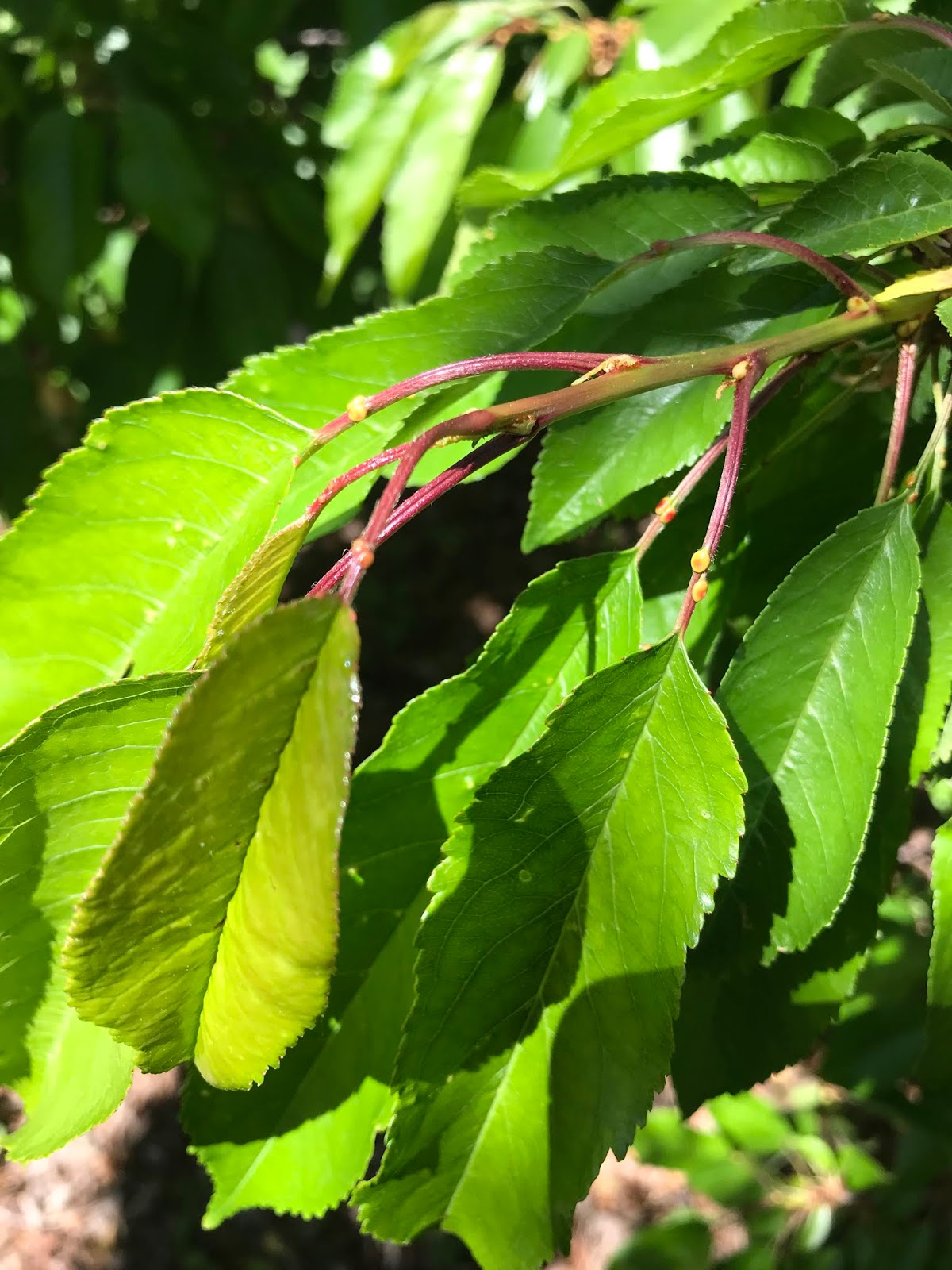 Extrafloral Nectaries are Extraordinary