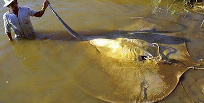 7 Hewan Prasejarah Paling Menakutkan Yang Masih Ada Hingga Saat Ini ...