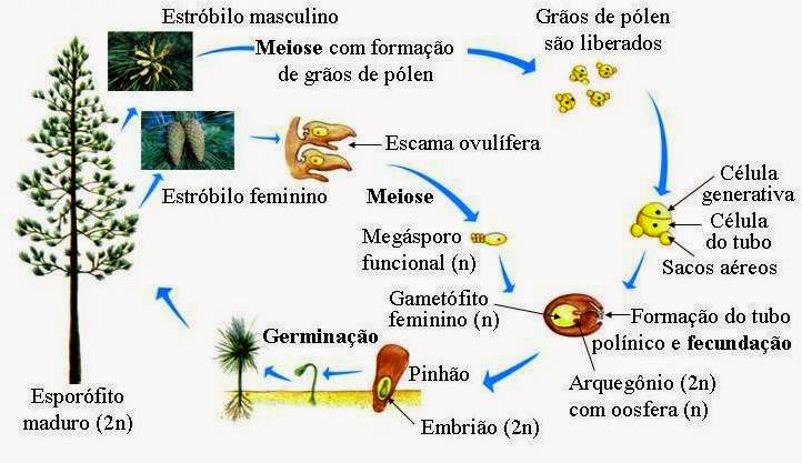 Blog de Biologia: Reino Plantae ou Metaphyta