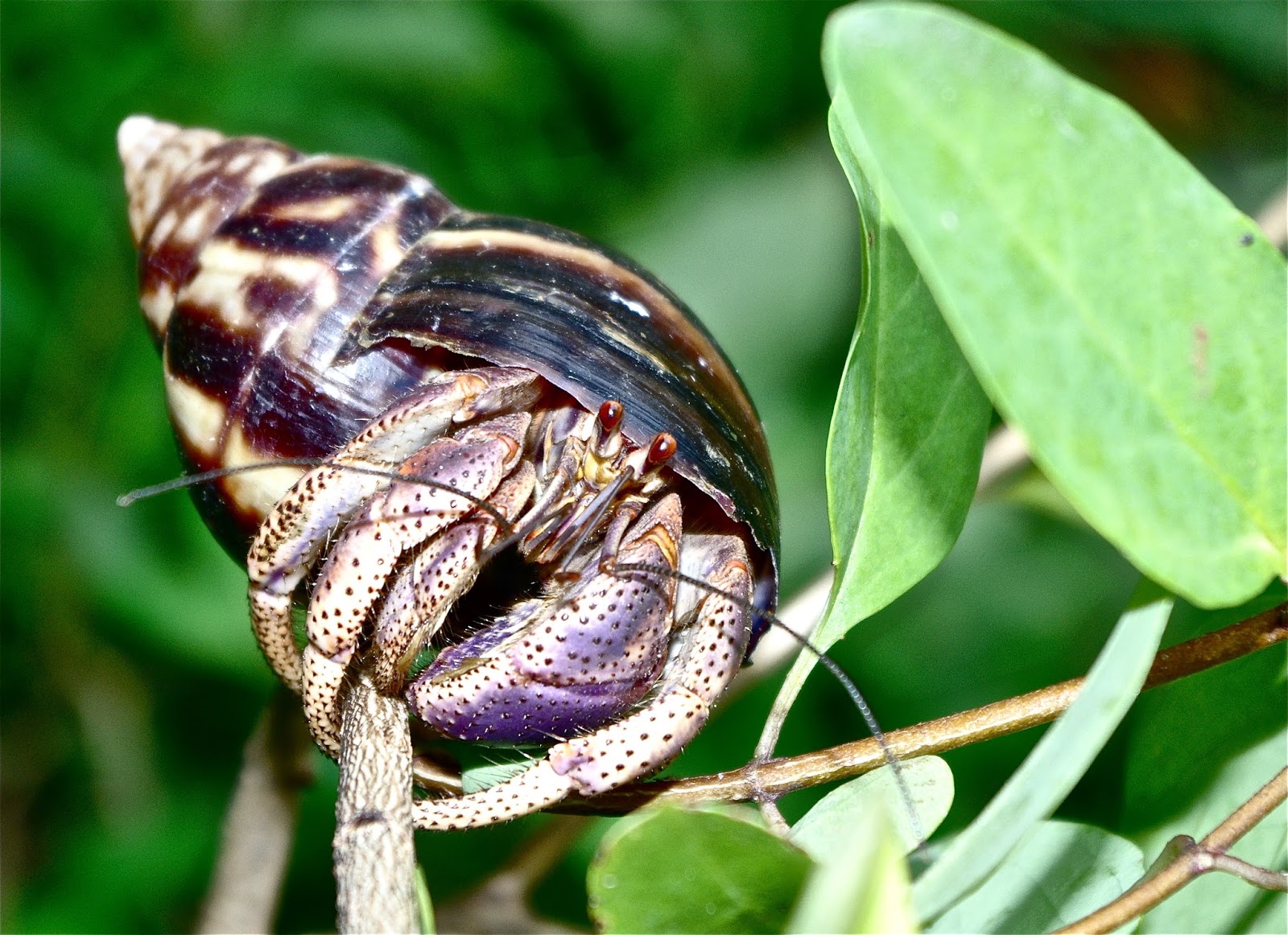 Persil et oignon pays: Mon ami le bernard-l'hermite