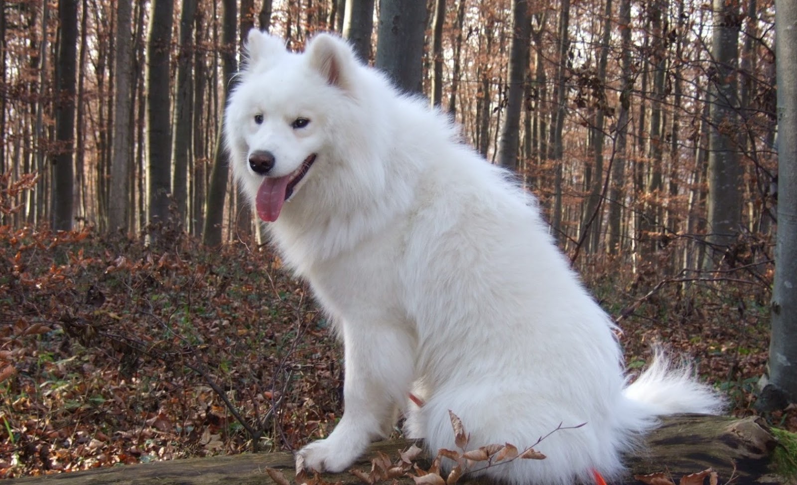 Samoyed The Sledding Dog