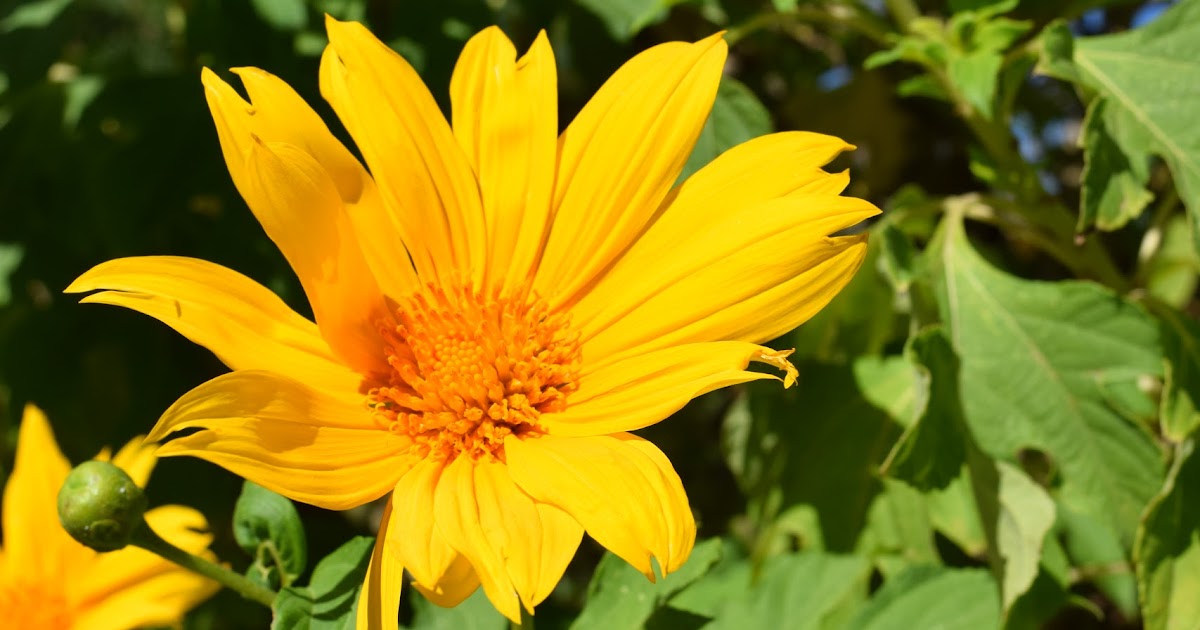 A importância do Parque da Cidade em Guanambi, veja o vídeo