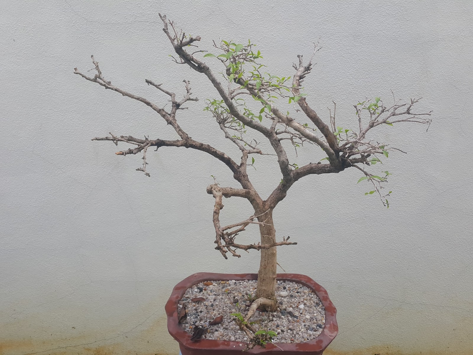 blog of amir rofie: Bonsai: Tolong kawan rawat Bonsai Santalia Part 2