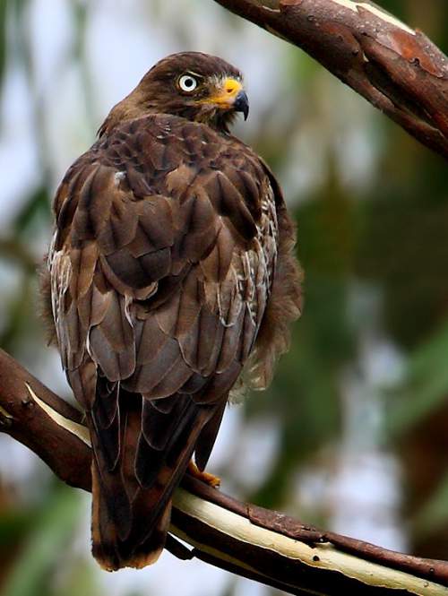 White-eyed buzzard | Birds of India | Bird World