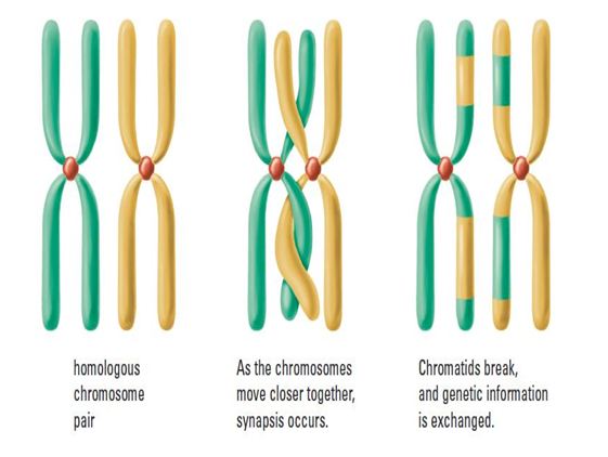 Solu ja perinnöllisyys