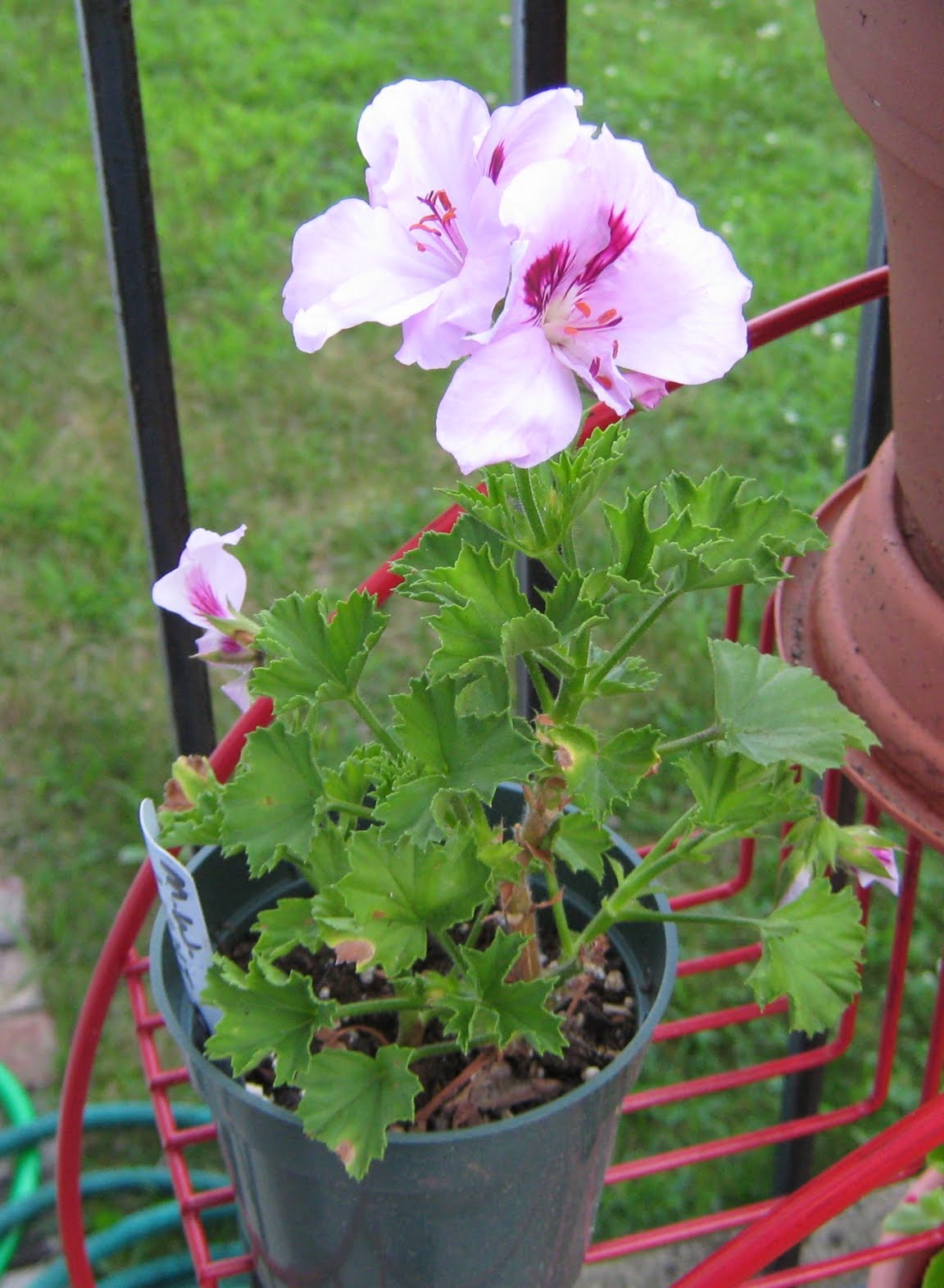 It's A Very Cherry World!: GERONIMO! I mean, GERANIUM!