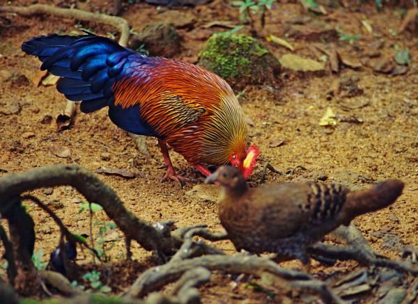 Wali Kukula - The Ceylon Junglefowl (Gallus lafayetii)
