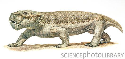 MAHARLIKHAN: therapsid