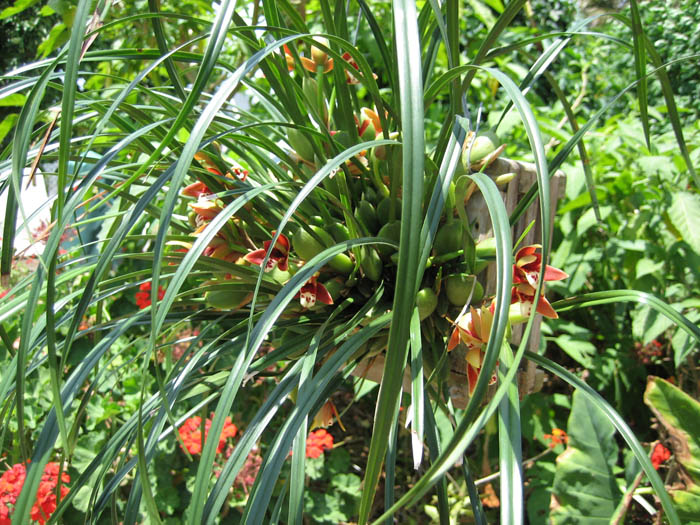 Maxillaria variabilis care and culture | Travaldo's blog